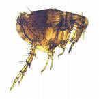 blogs pecuario anderson: Pulgas. (CtenocephalideS, Pulex Irritans ...