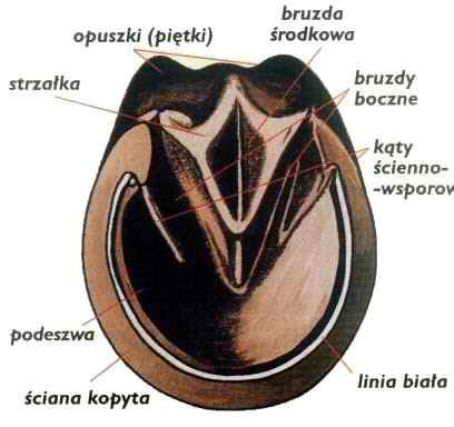 Konie-Moja pasja: Budowa konskiego kopyta