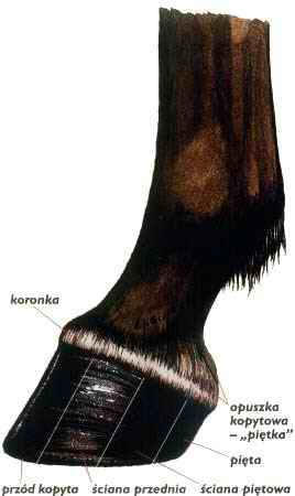 Konie-Moja pasja: Budowa konskiego kopyta
