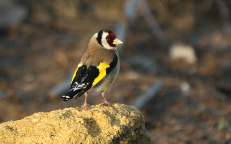 Fuglevennskap: Vellykket studietur til Spania 19-25. mars 2010