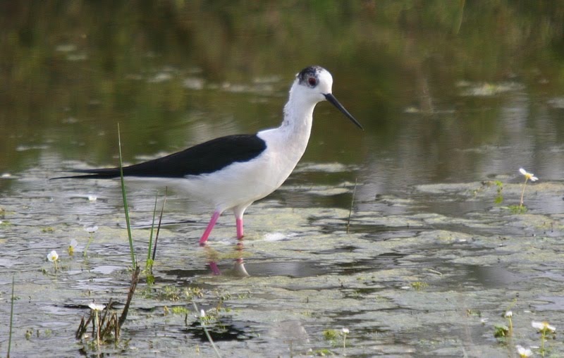 Fuglevennskap: Vellykket studietur til Spania 19-25. mars 2010