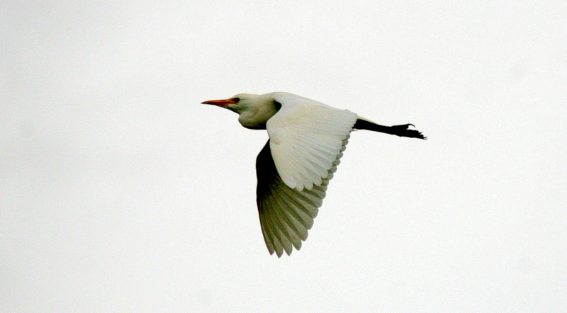 Fuglevennskap: Vellykket studietur til Spania 19-25. mars 2010