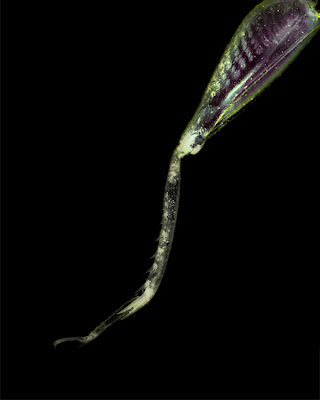 RASPADOS Y DIABLITOS