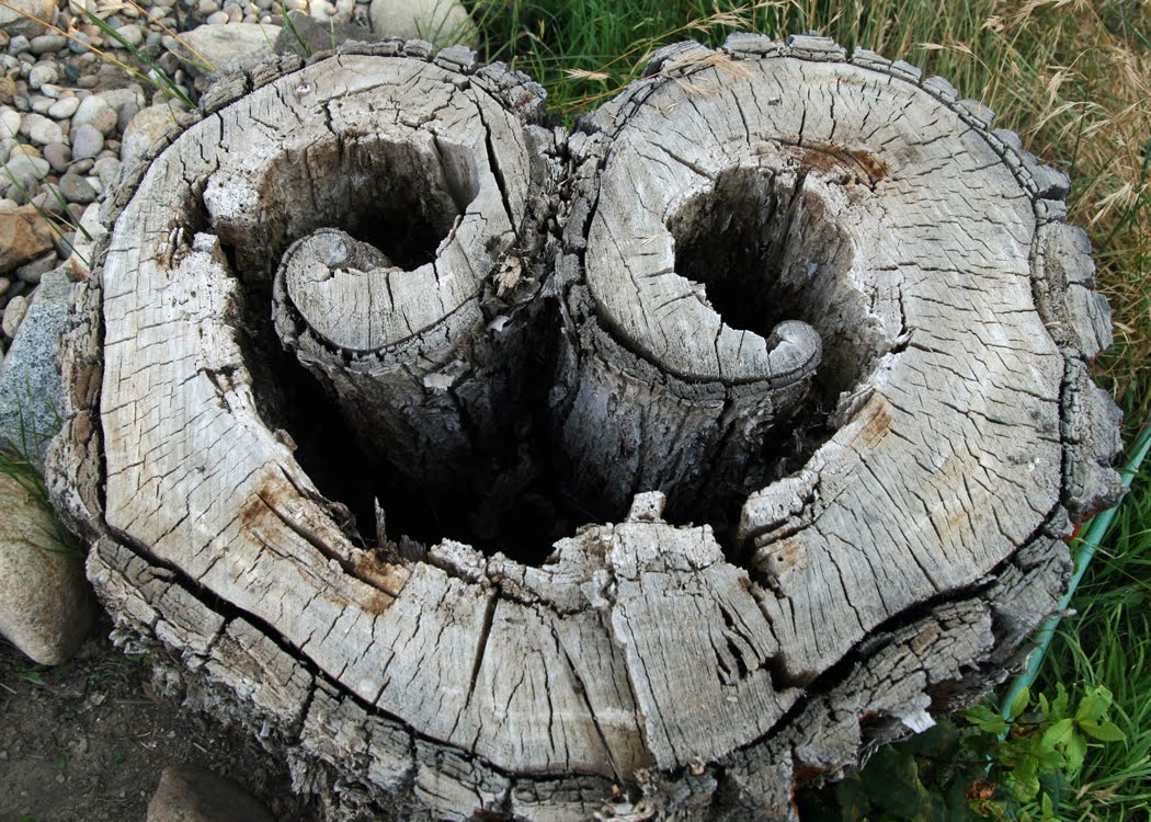 your apples are my oranges: jaybear and shmemily ride again: the ghost ...