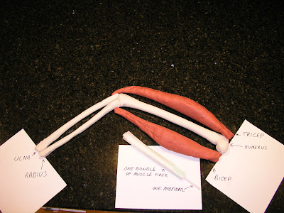 EJ's Bioblog156: Unit III Lab Build a Limb