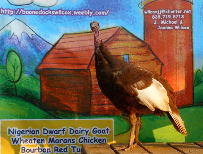 BooneDocksWilcox: Sept 22nd Photo's