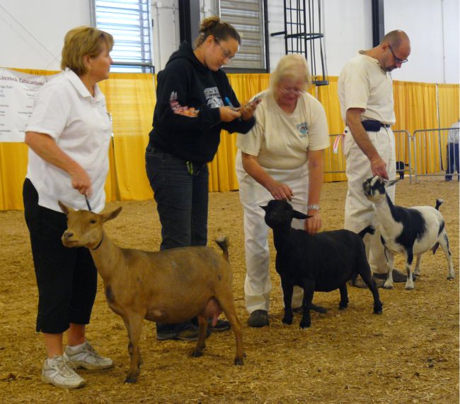 BooneDocksWilcox: Goat Show at Raleigh, NC State Fair