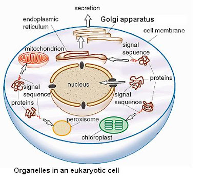 original motor: analogy of cell