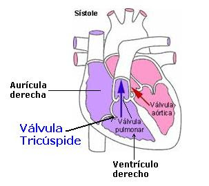 DRUG FOR HEALTH: Valvula Tricuspide