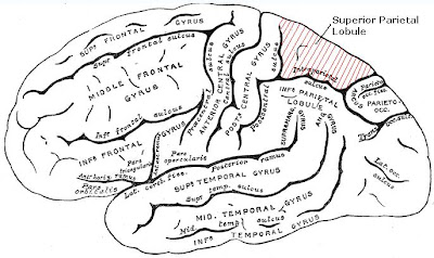 Science, Natural Phenomena & Medicine: Superior Parietal Lobule