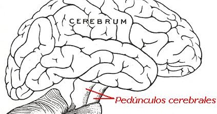 DRUG FOR HEALTH: Pedúnculos cerebrales