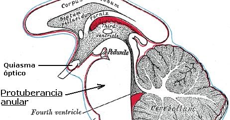 Blog de Neuroanatomia: Puente o Protuberancia