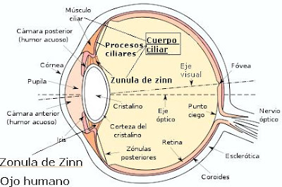 Opiniones de Ligamento suspensorio del cristalino