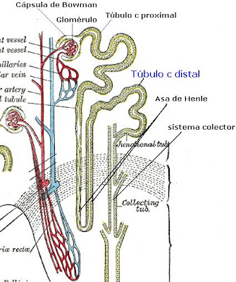 DRUG FOR HEALTH: Túbulo Contorneado Distal