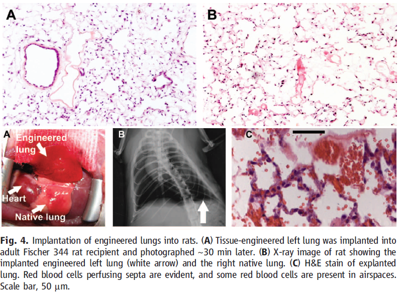 BE115's Tissue Engineering Blog: Tissue-Engineered Lungs for in Vivo ...