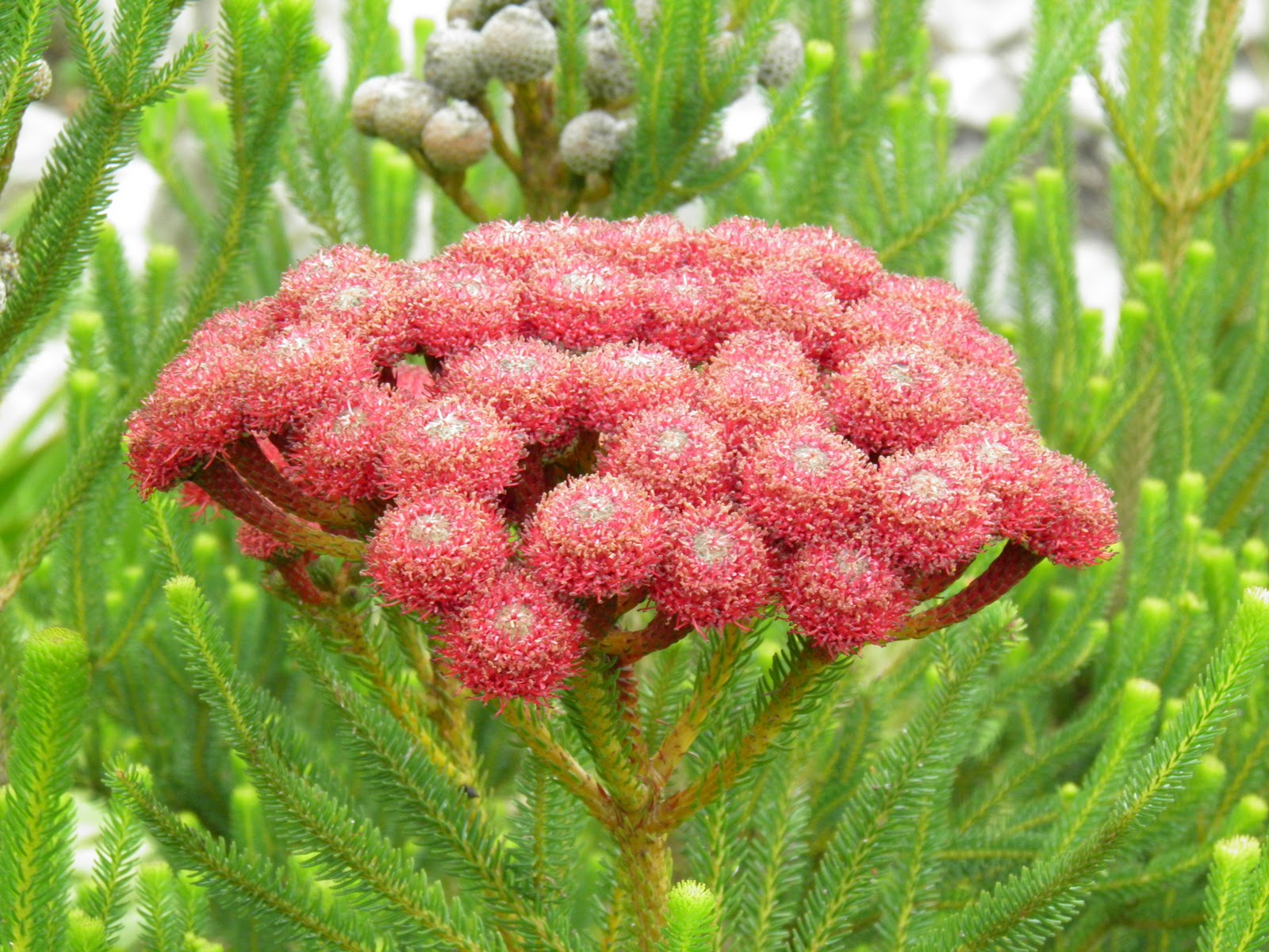 Birds, Beasts and Bush Club: First outing for 2011 - Harold Porter