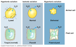 WA: Chapter 7: Membrane Structure and Function