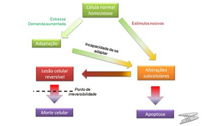 Conceitos Patológicos: Mecanismos fundamentais da lesão celular