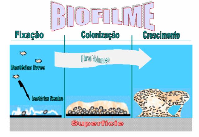 Biofilmes; Biofilms; Biopelículas; Biopelículas Bacterianas; Película ...