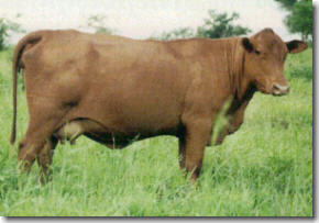 |Crosses senepol red holstein| |senepol holstein cross|