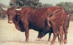 Desarrollo y Defensa: Ganado vacuno: Raza Retinta