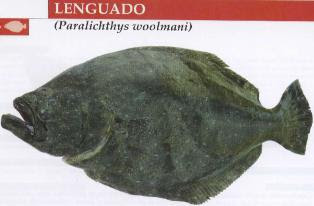 Desarrollo y Defensa: El lenguado común también se convierte en un ...