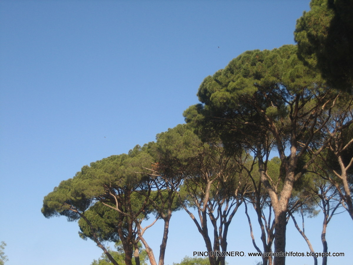 COMO HACER MEJORES FOTOS: QUE RICOS SUS PIÑONES