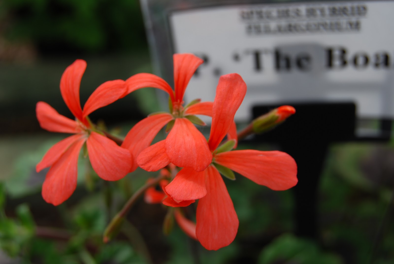 PERFECT PELARGONIUMS: The Boar and his relative; mysterious but not boring