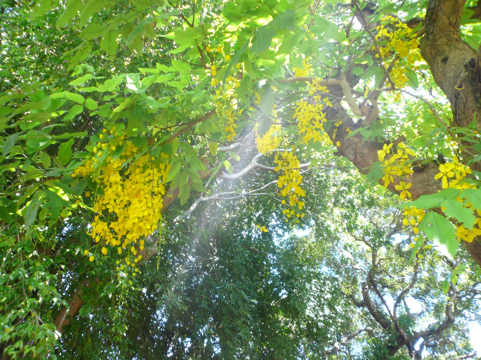 the pleasure of gardening: golden shower tree