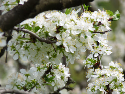 Inscriptie: Primavara in imagini de Pomi infloriti.