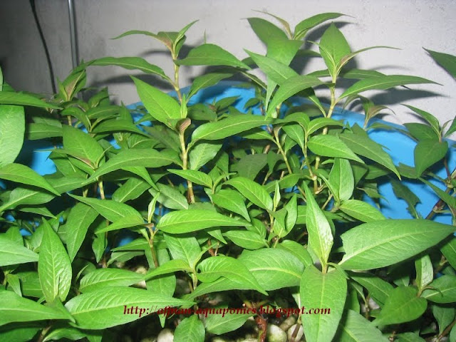 Affnan's Aquaponics: Kesum