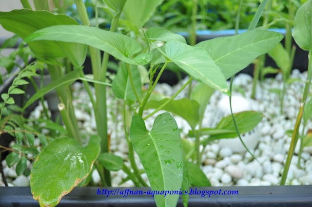 Affnan's Aquaponics: Kangkong - Water Spinach