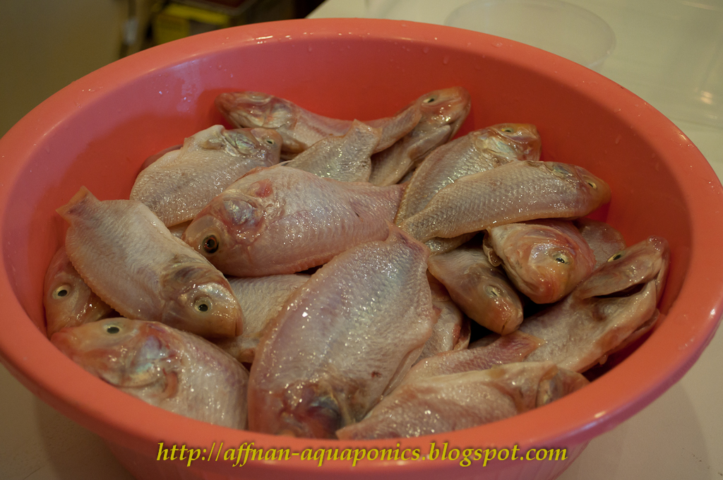 Affnan's Aquaponics: Tilapia - Pekasam a Malay Traditional Fermented Fish