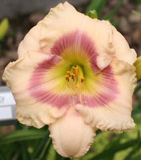 Gotta Garden: 2008 AHS National Convention: Garden Two