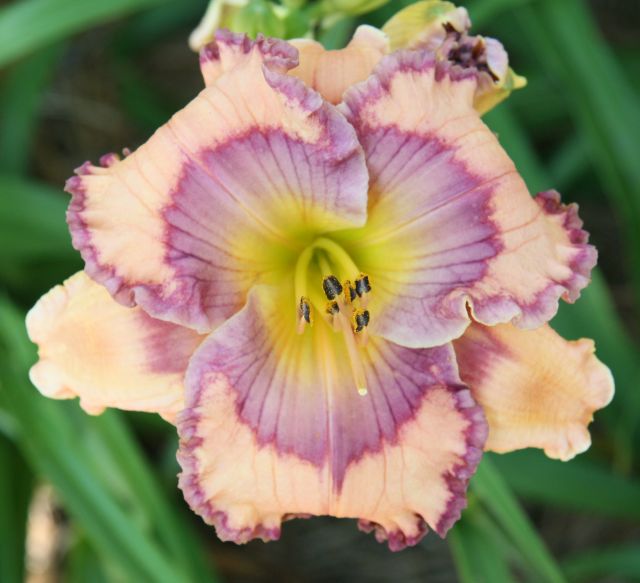 Gotta Garden: 2010 AHS National Convention Garden One