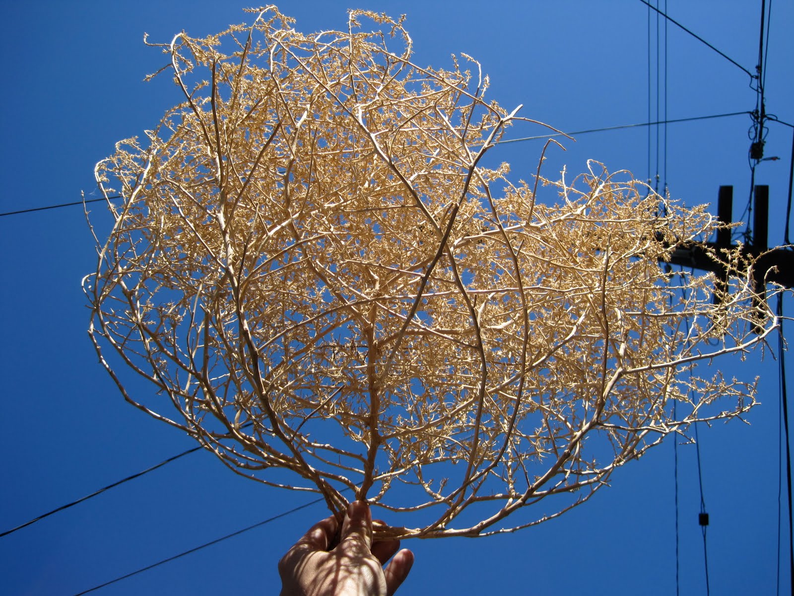 2 OR 3 THINGS I KNOW