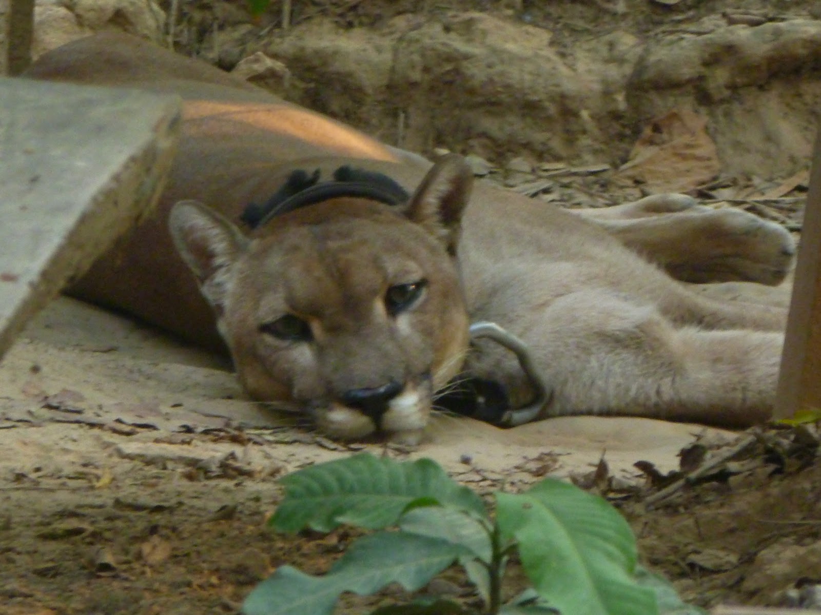 Life in a year full of Saturdays: Parque Ambue Ari - The 3:10 express ...