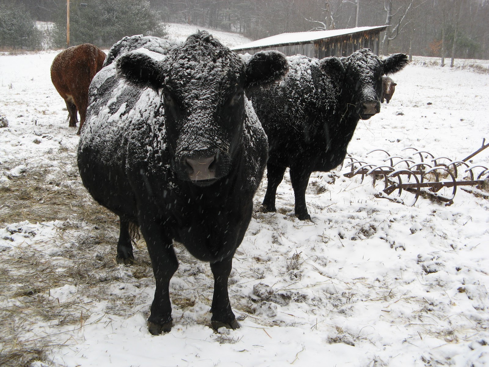 Animal Instinct: The Bad