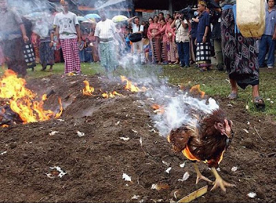 IOvUF: Burning Chicken
