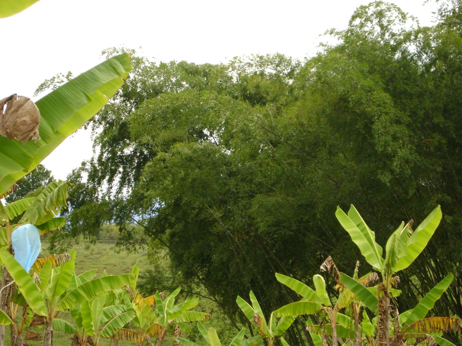 BAMBU, GUADUA. CASAS con diseños biclimáticos y vanguardistas: LA GUADUA