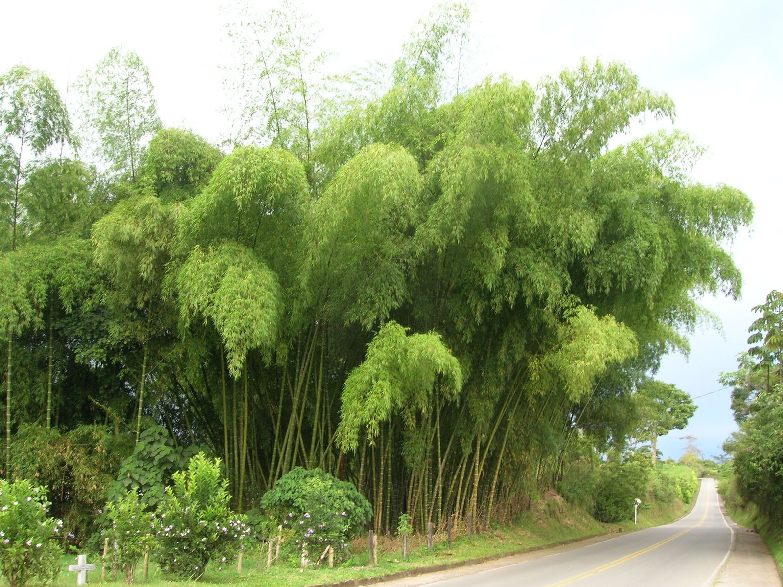 John Escobar Dorado: La Guadua Angustifolia (Grado Once)