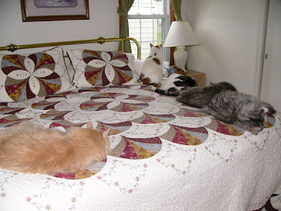 Crazy Cat Lady Carm: Cat Nap Conga Line...