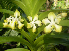 Anggrek Vanda Mungil Minahasa atau Vanda Celebica | Budidaya Tanaman ...