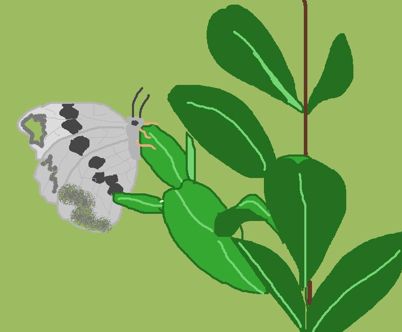 Col·lecció de moments: Papallona