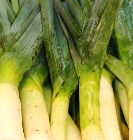 Best Garden Blog: How to Grow Leek