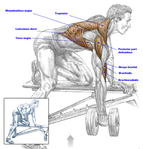 Six Pack Bags Belly Fat Detox One Arm Dumbbell Rows Muscles Worked Quick Ways To Get Rid Of Six Pack Bags Belly Fat Detox One Arm Dumbbell Rows Muscles Worked Quick Ways To Get Rid Of