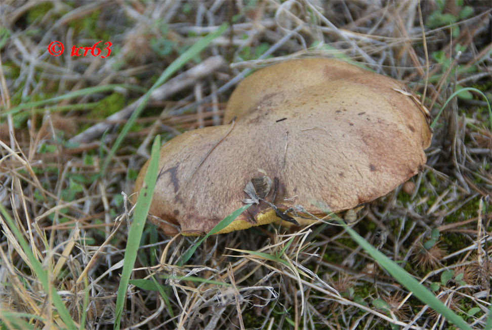 Temporada de Setas 2010/11. Guareña: Boletus granulatus. Suillus ...