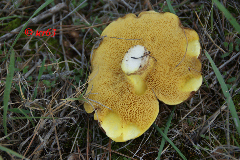 Temporada de Setas 2010/11. Guareña: Boletus granulatus. Suillus ...