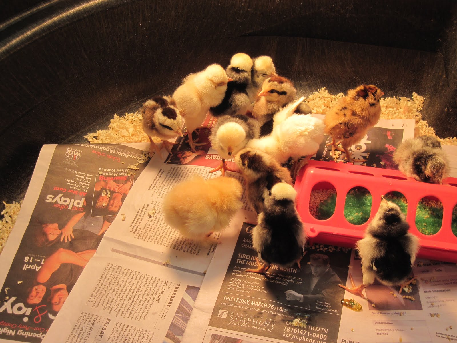 Phantom Chicken Farm: Colorful Additions to the Farm Flock -Mrs Phantom