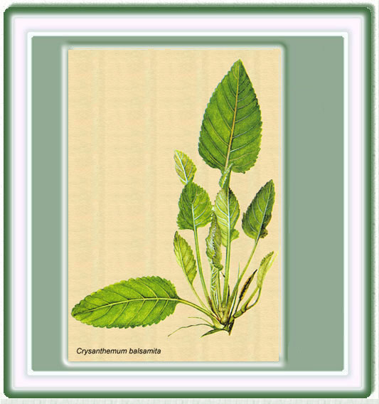 Diccionario de Epónimos: hierba de Santa María